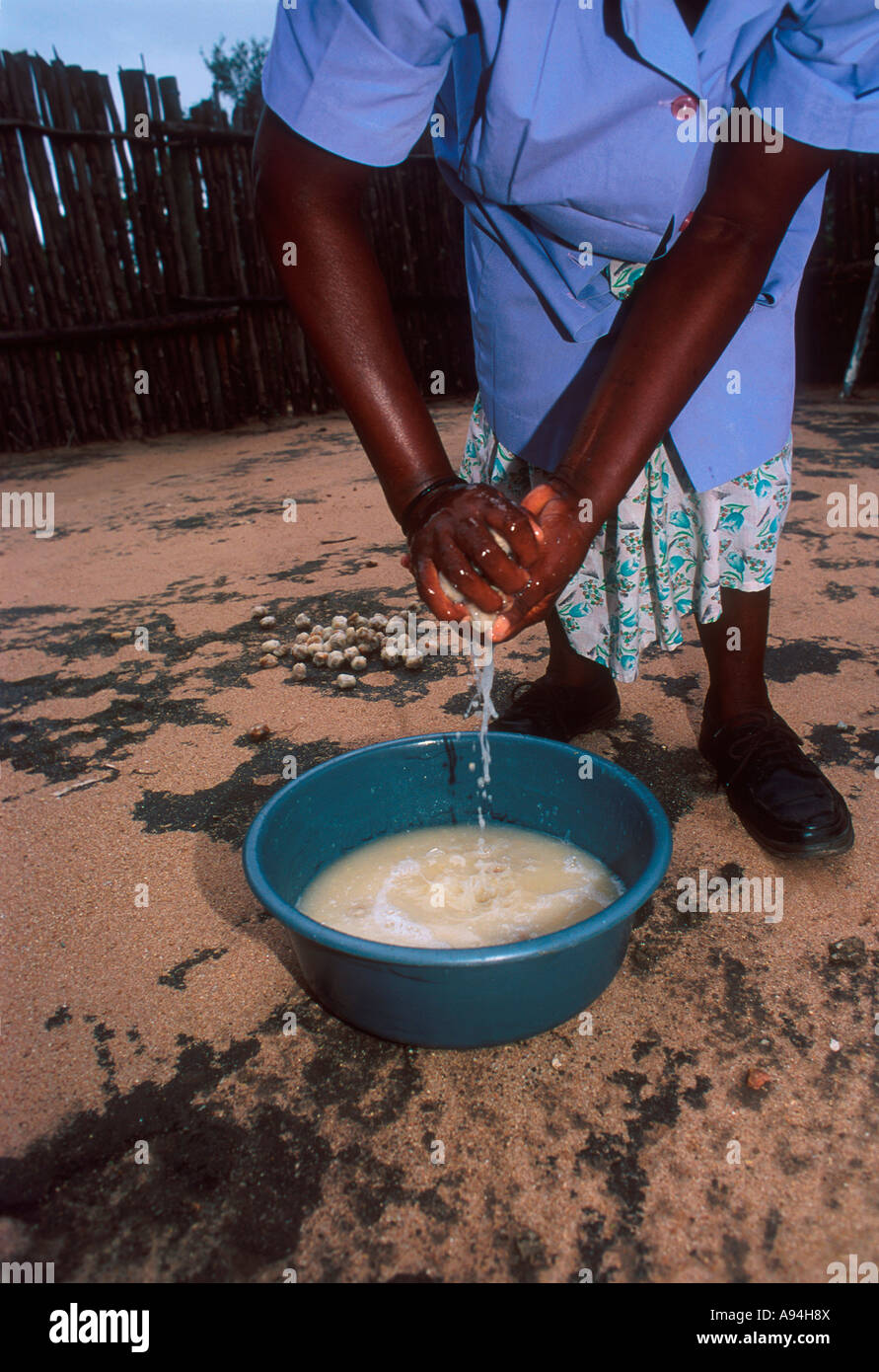 Squeezing juice out of the peeled marula berries used for beer making ...
