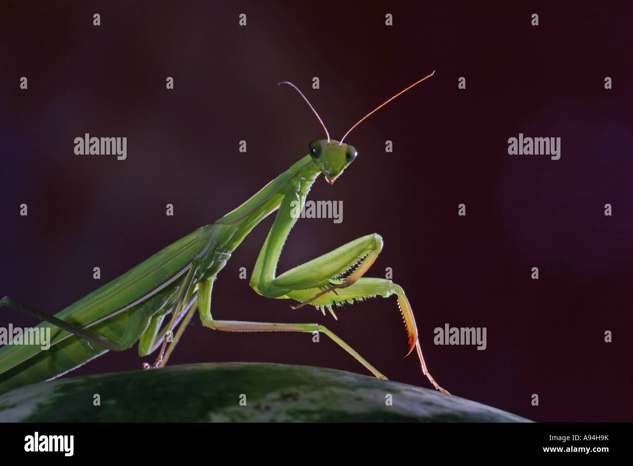 Praying Mantis Mantis Religiosa Stock Photo - Alamy