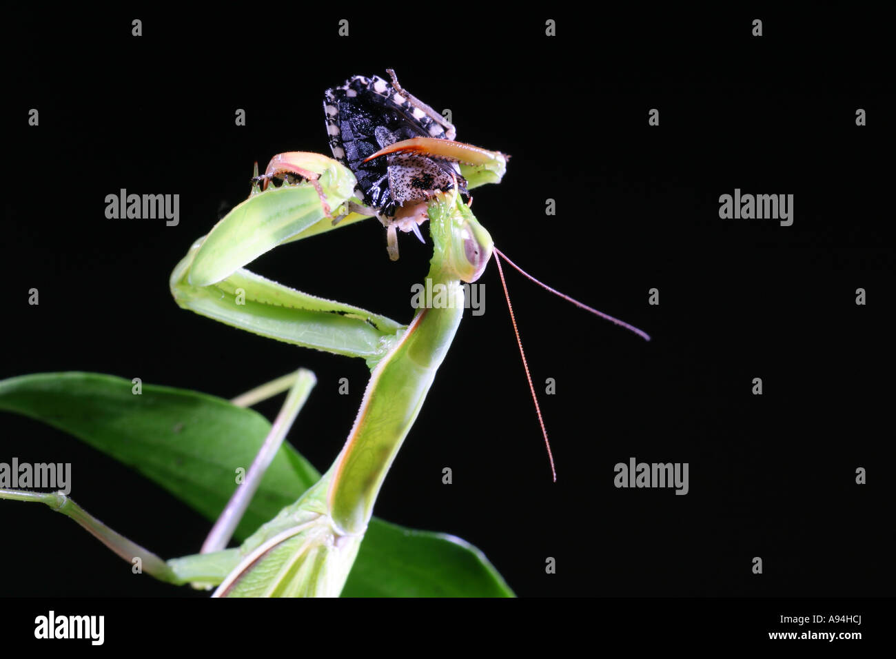 Praying Mantis Mantis Religiosa Stock Photo - Alamy