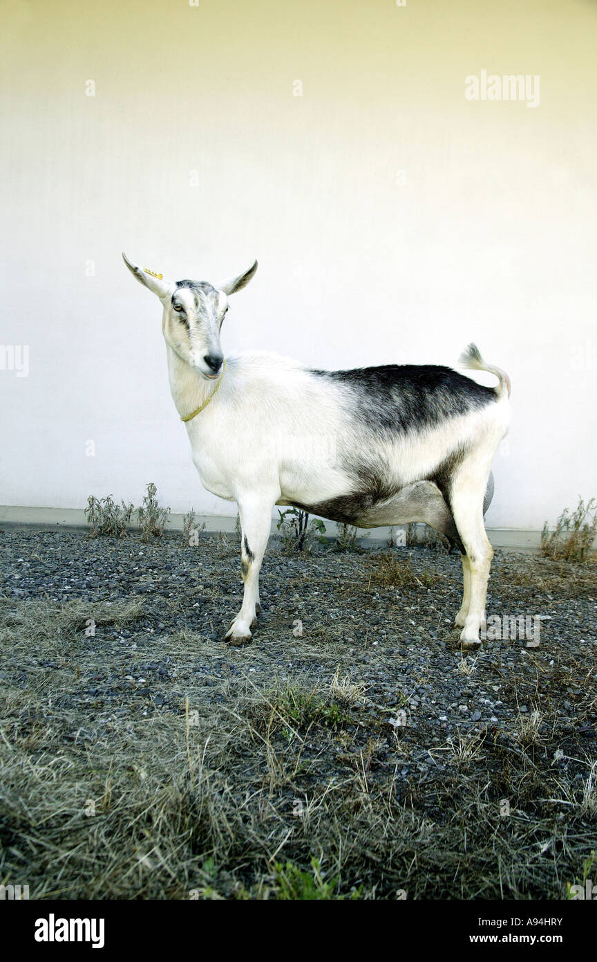 Transgenic goat 'Alpine', genetically modified Stock Photo - Alamy
