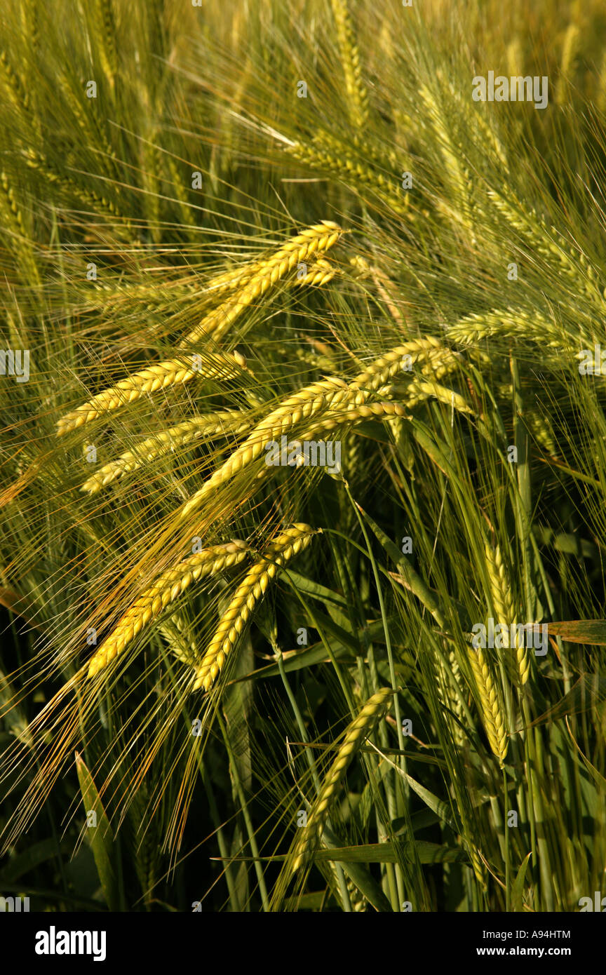 Two Row Barley Stock Photos & Two Row Barley Stock Images - Alamy
