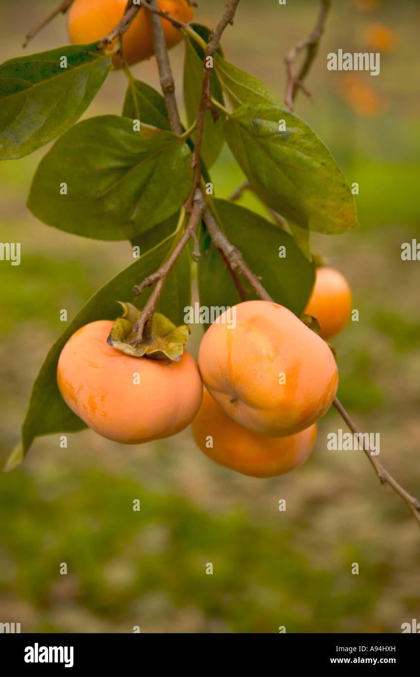 Fuyu persimmons hi-res stock photography and images - Alamy