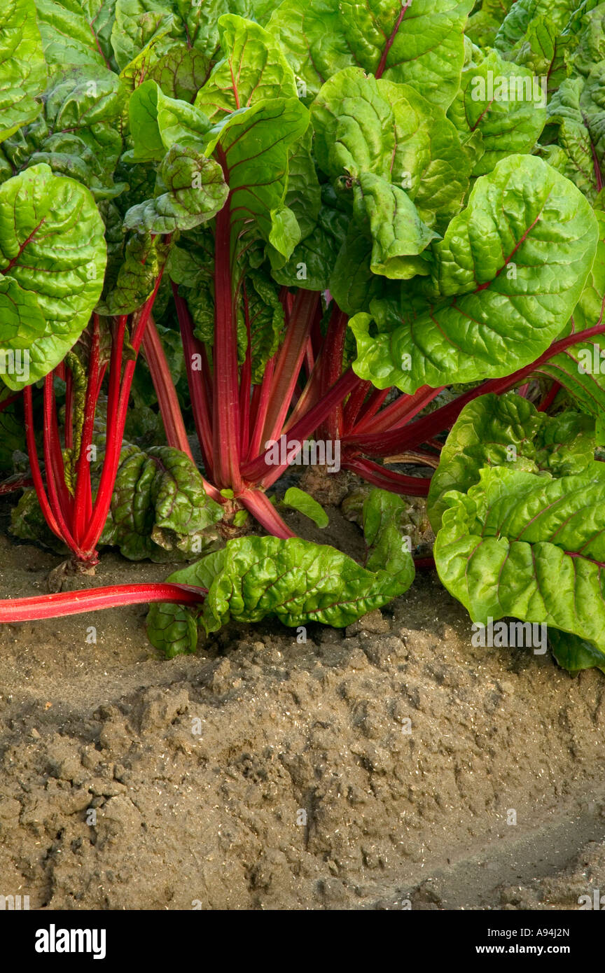 Swiss chard garden hi-res stock photography and images - Alamy