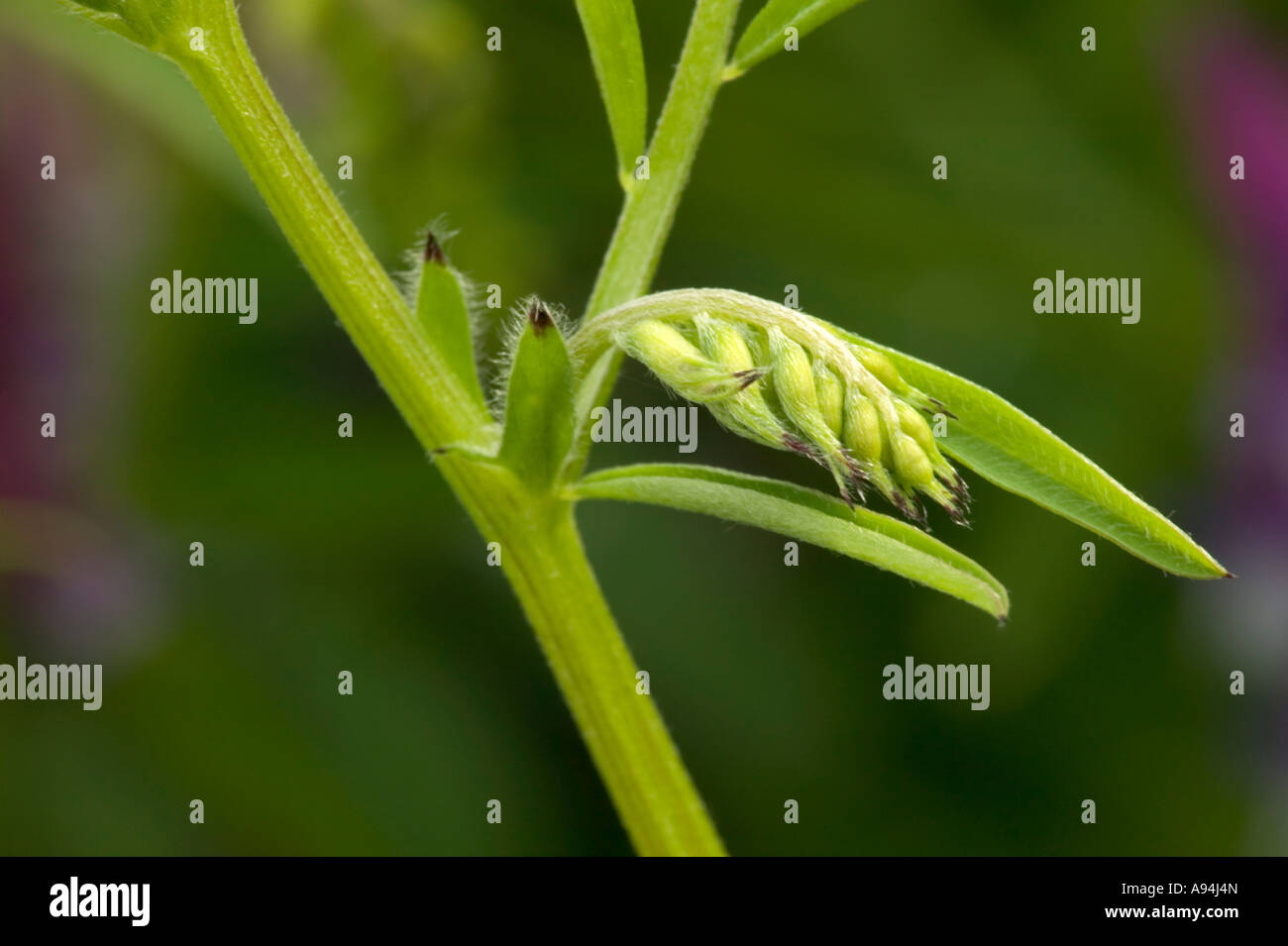 Flower hairy flora hi-res stock photography and images - Alamy