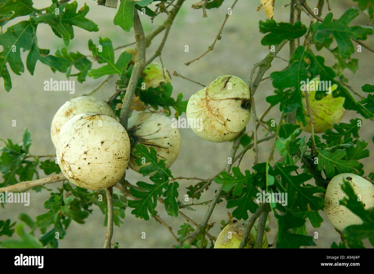 Gouty oak galls hi-res stock photography and images - Alamy
