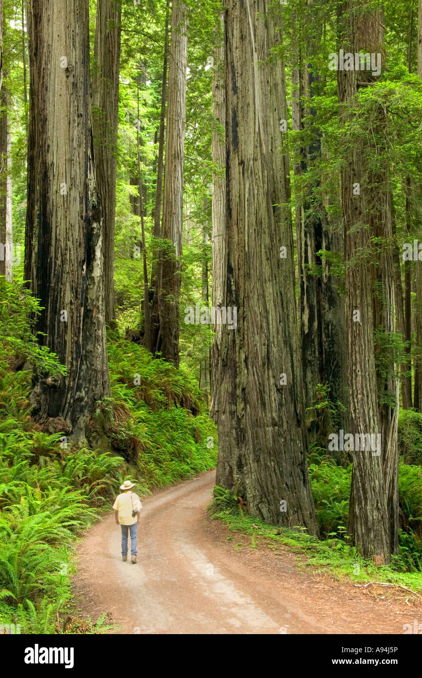 Redwood forest, hiker walking on roadway Stock Photo - Alamy