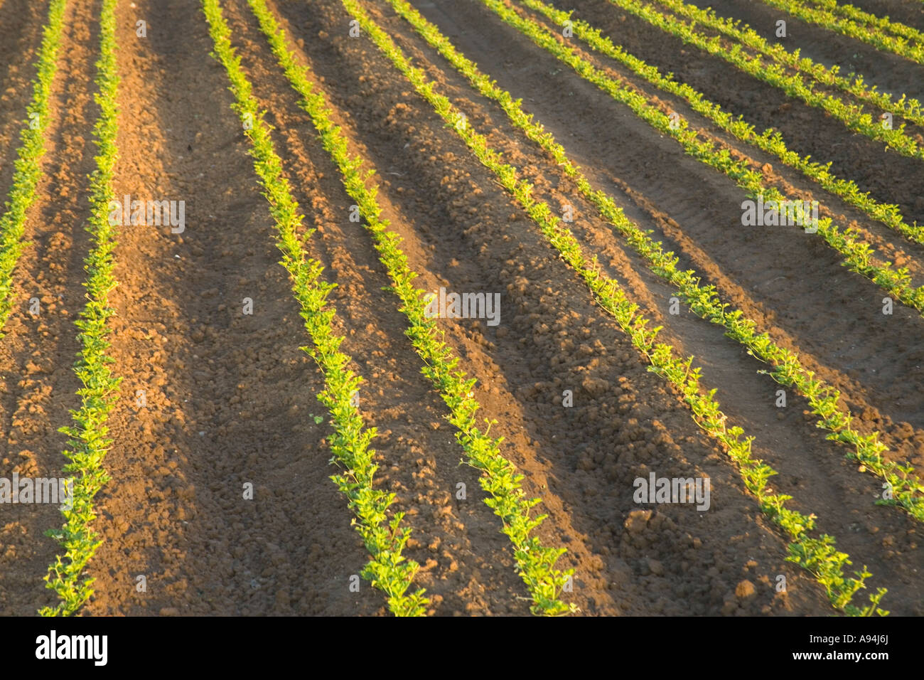 The farm at san benito hi-res stock photography and images - Alamy