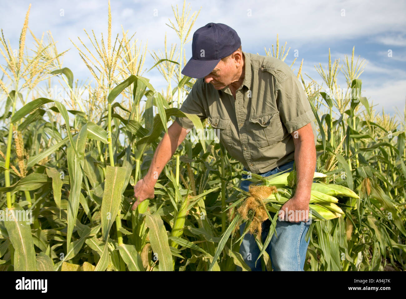 Farmer harvesting sweet corn, California Stock Photo - Alamy
