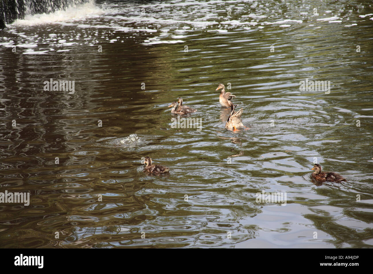 Waterfall of ducks hi-res stock photography and images - Alamy