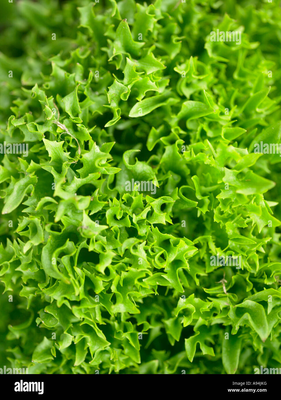 lettuce pattern background Stock Photo - Alamy