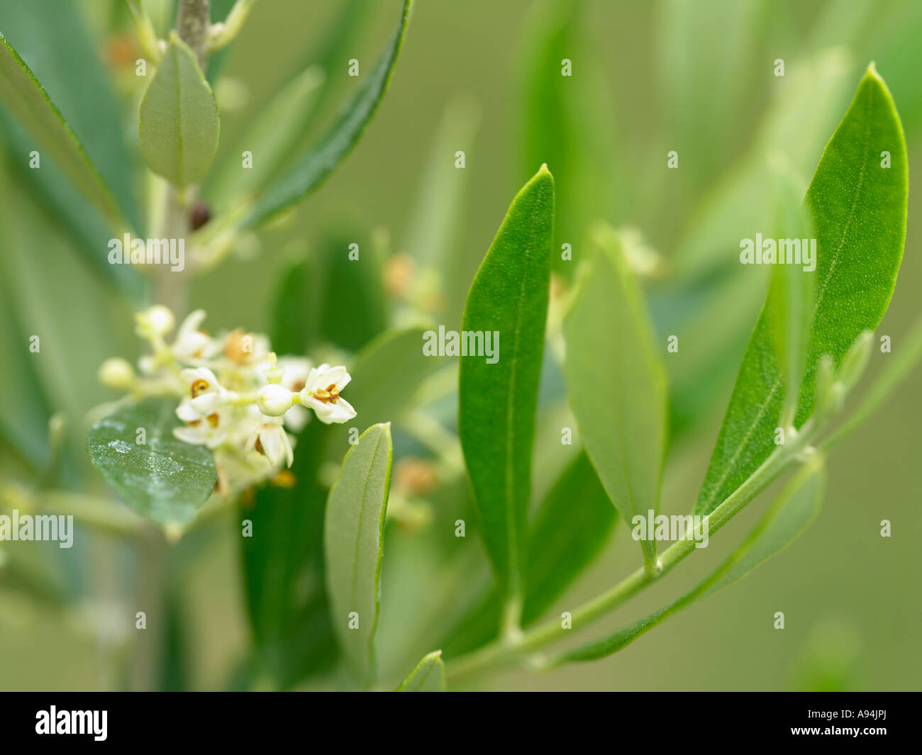 olive tree in flower close up Stock Photo - Alamy