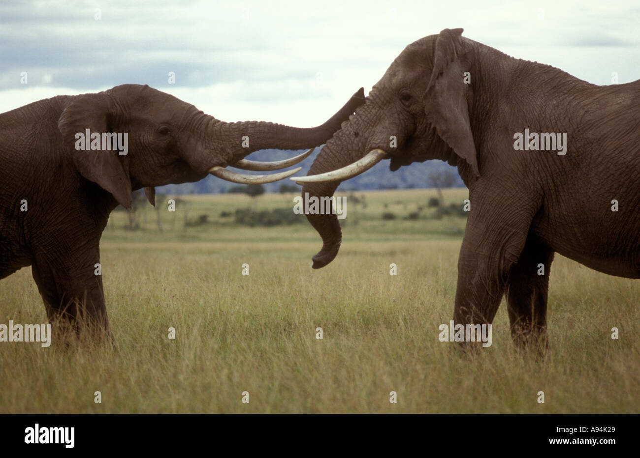Elephants testing hi-res stock photography and images - Alamy