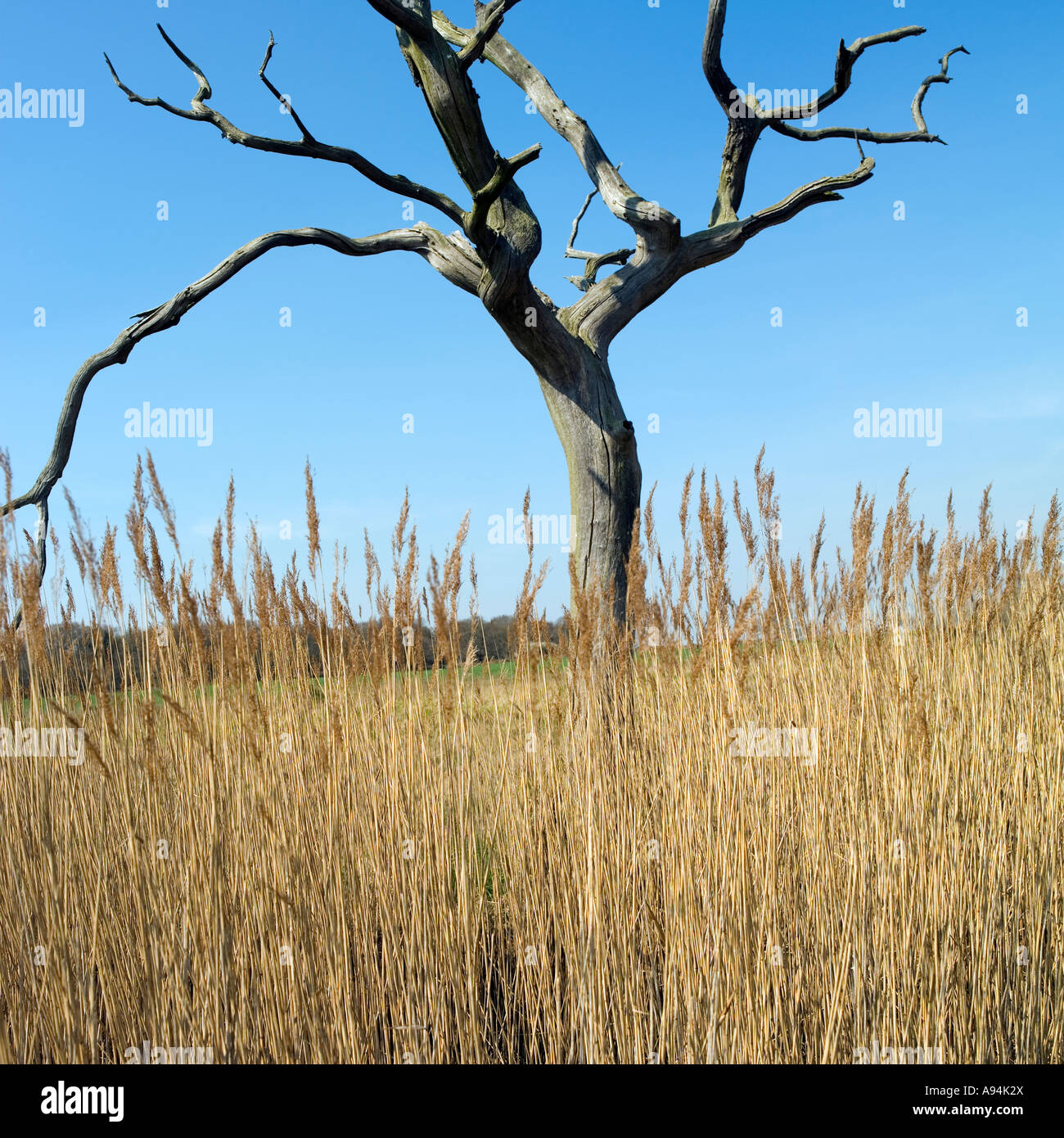 Gnarled leafless sculptural tree in field of grain Stock Photo - Alamy