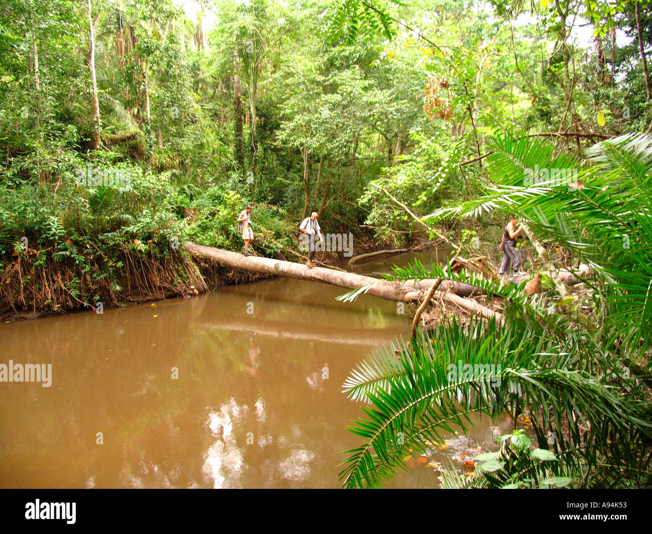 Walkers on a tree bridge across a stream in Kyambura gorge Queen ...