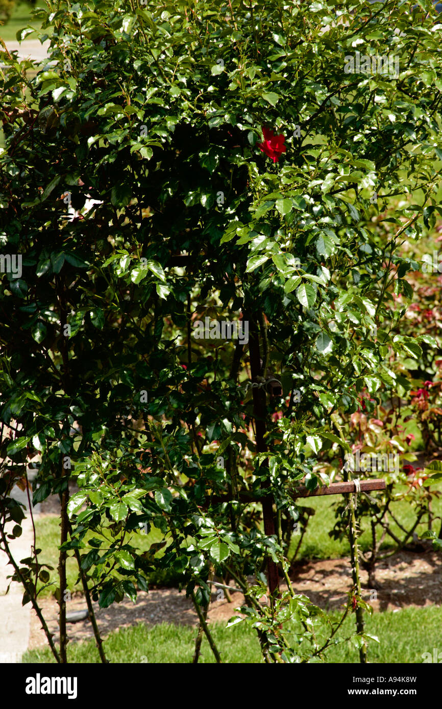 Single bush hi-res stock photography and images - Alamy