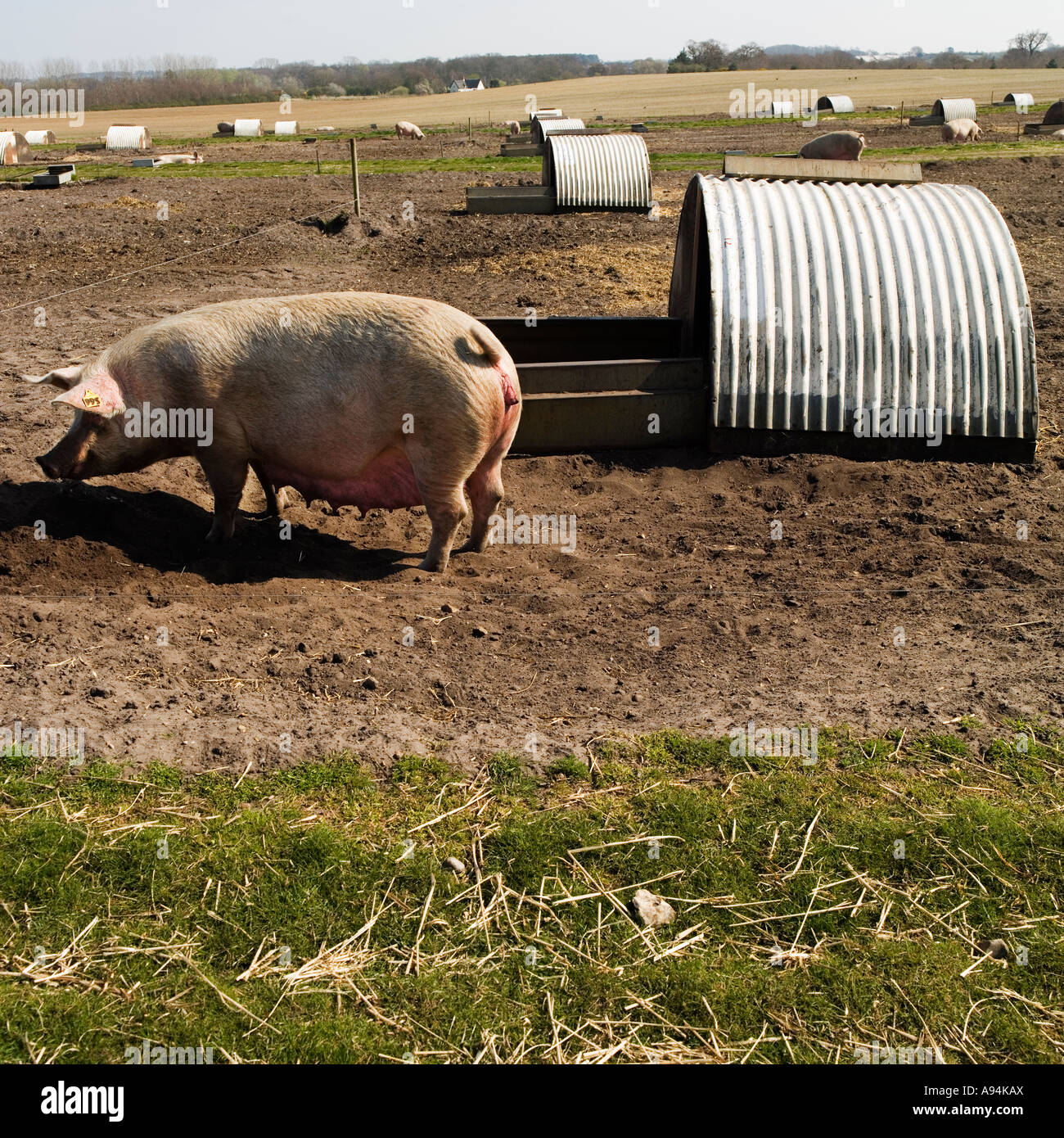 Outdoor pig hut hi-res stock photography and images - Alamy