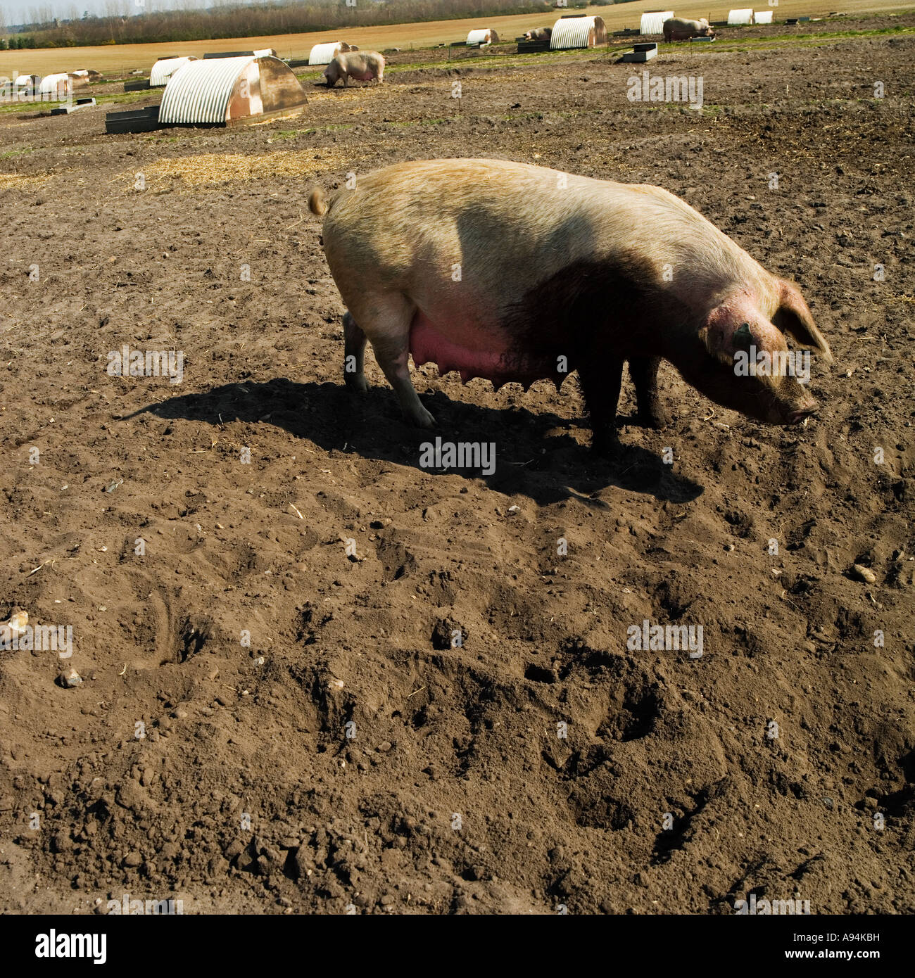 Farrowing hi-res stock photography and images - Alamy