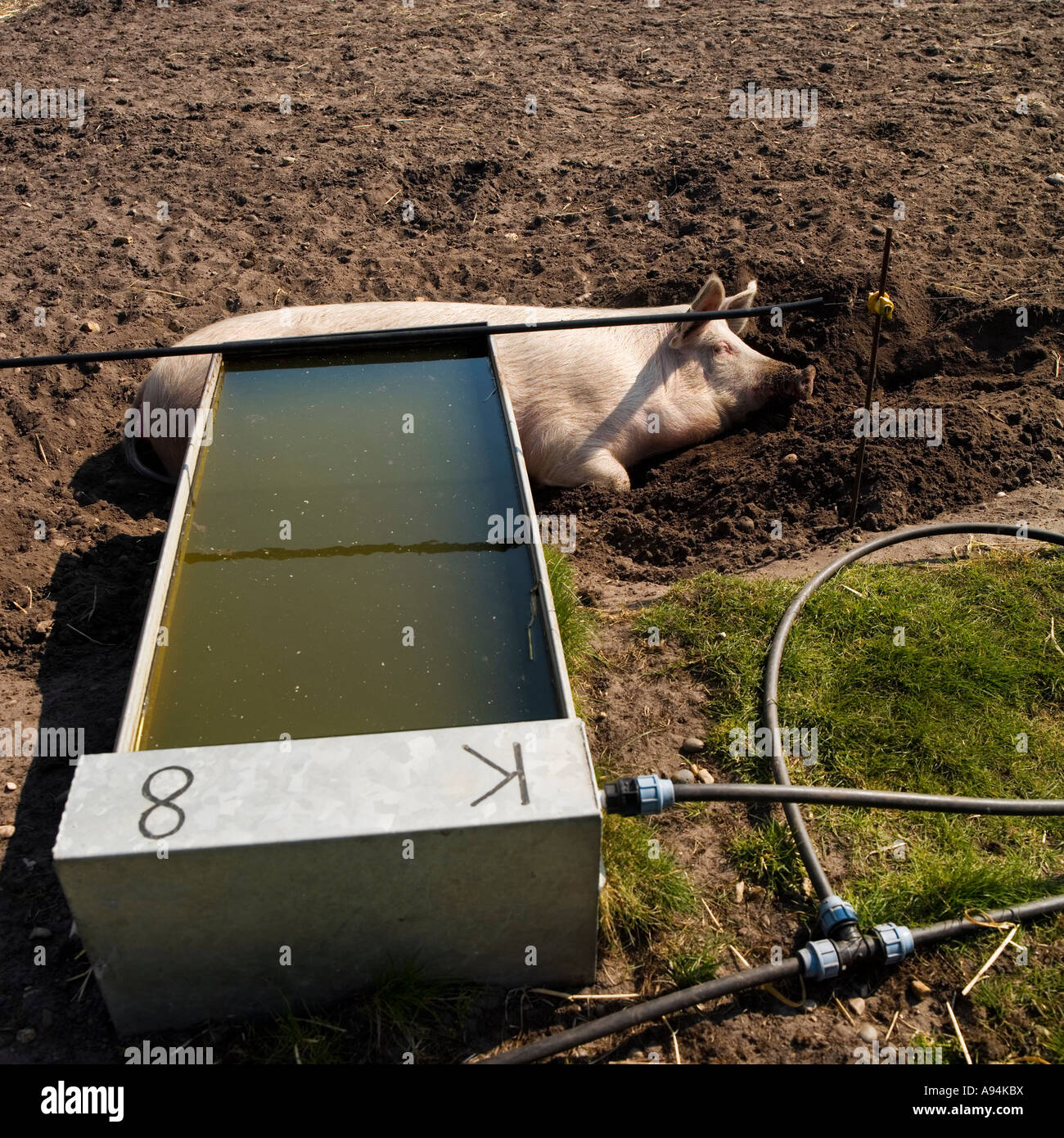 farrowing sow by water trough free range pig farm in Suffolk Stock ...