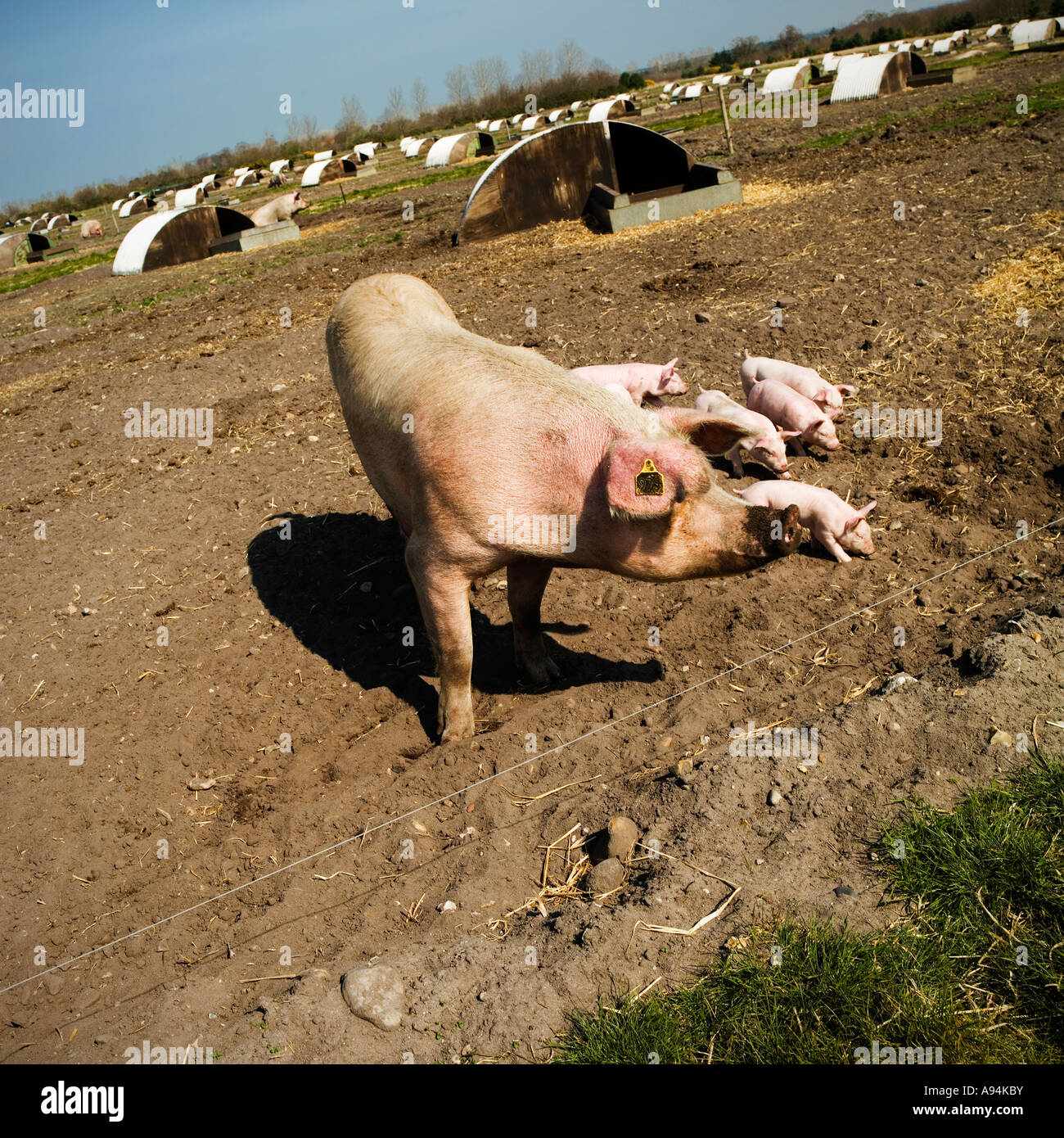 Pig Farrowing House High Resolution Stock Photography and Images - Alamy