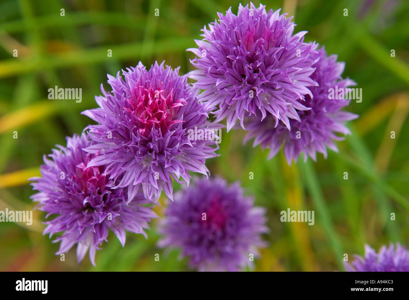 Chives in bloom england uk Stock Photo - Alamy