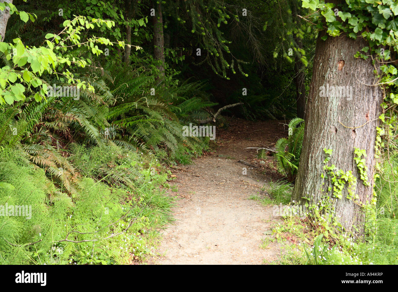 Rain Forest Path Stock Photo - Alamy