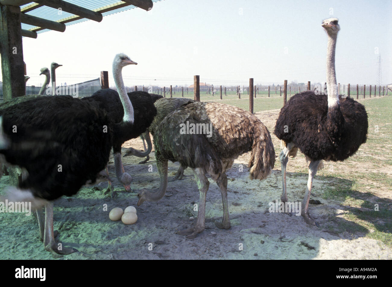 Ostrich breeding Fontanelle Veneto Italy Stock Photo - Alamy
