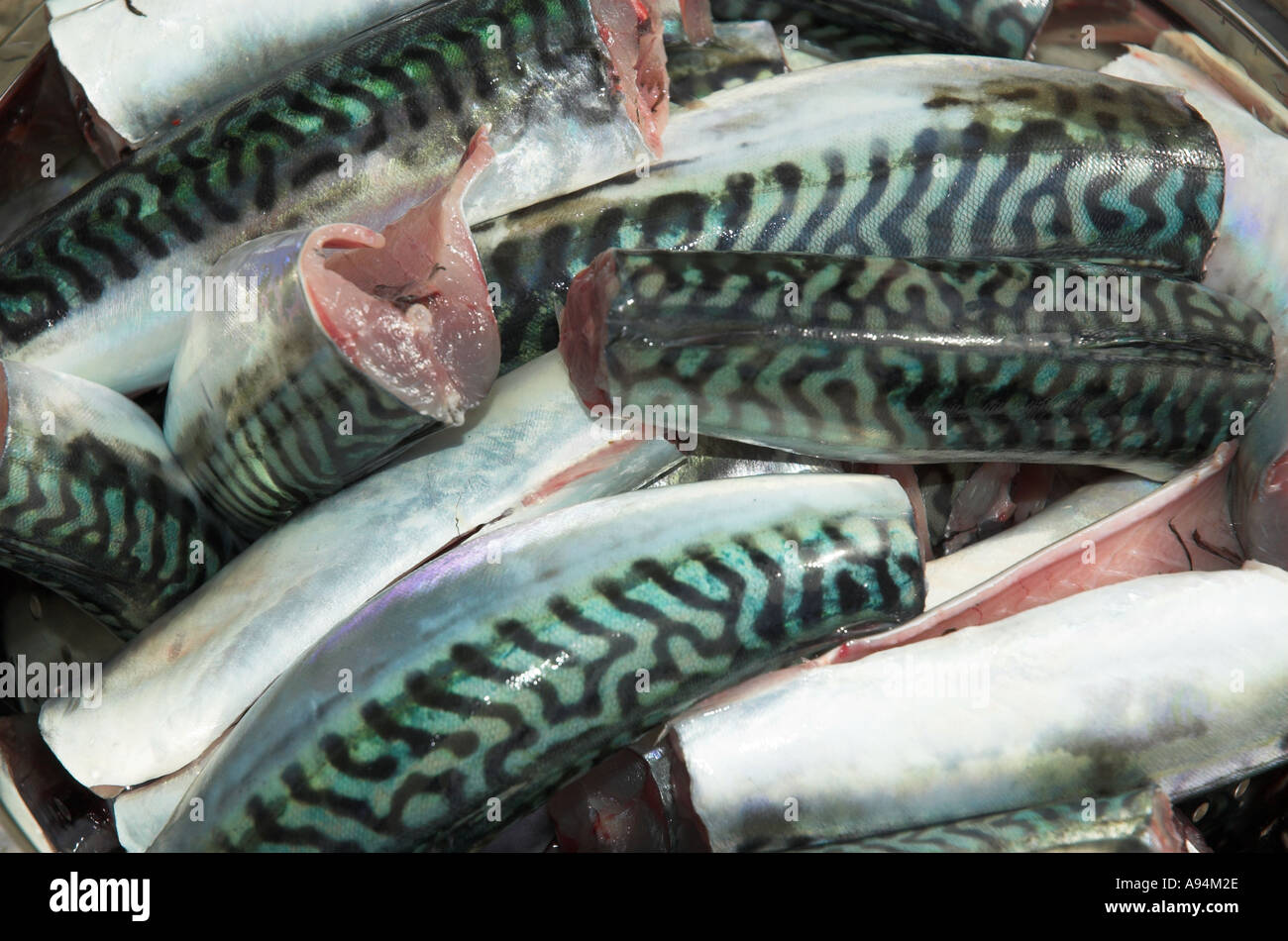 Mackerel fish devon hi-res stock photography and images - Alamy