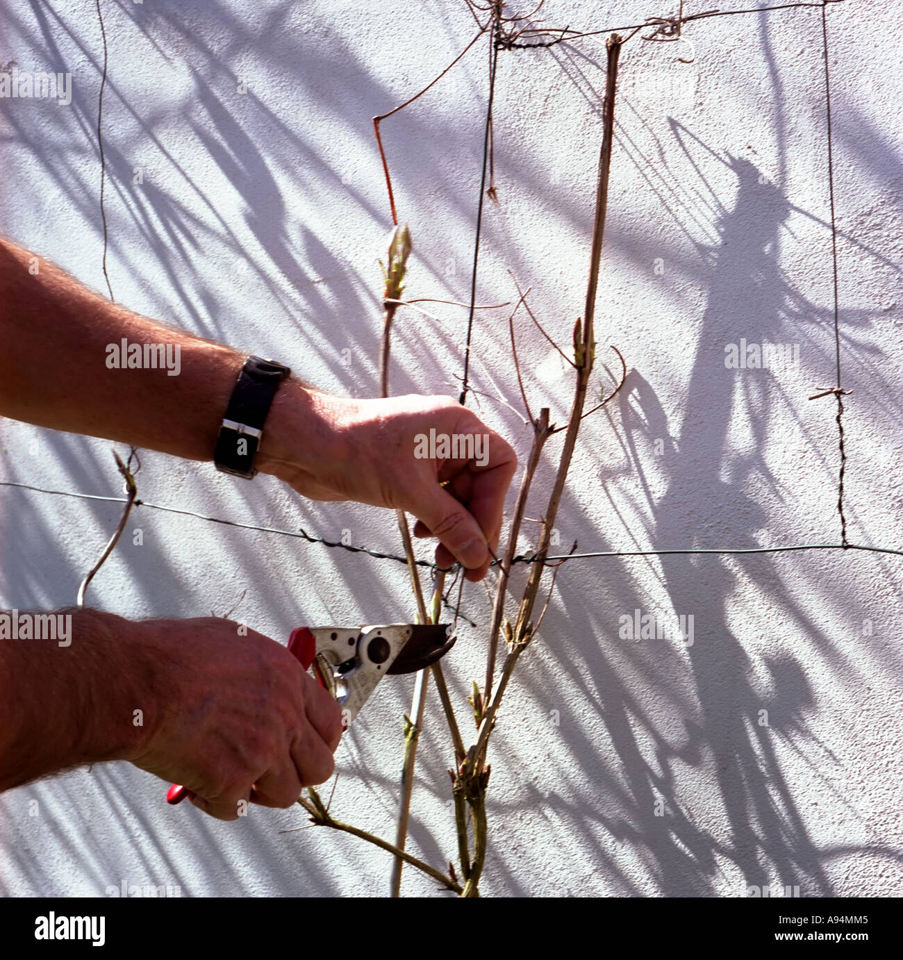 Man Pruning Plants in a Garden Stock Photo - Alamy
