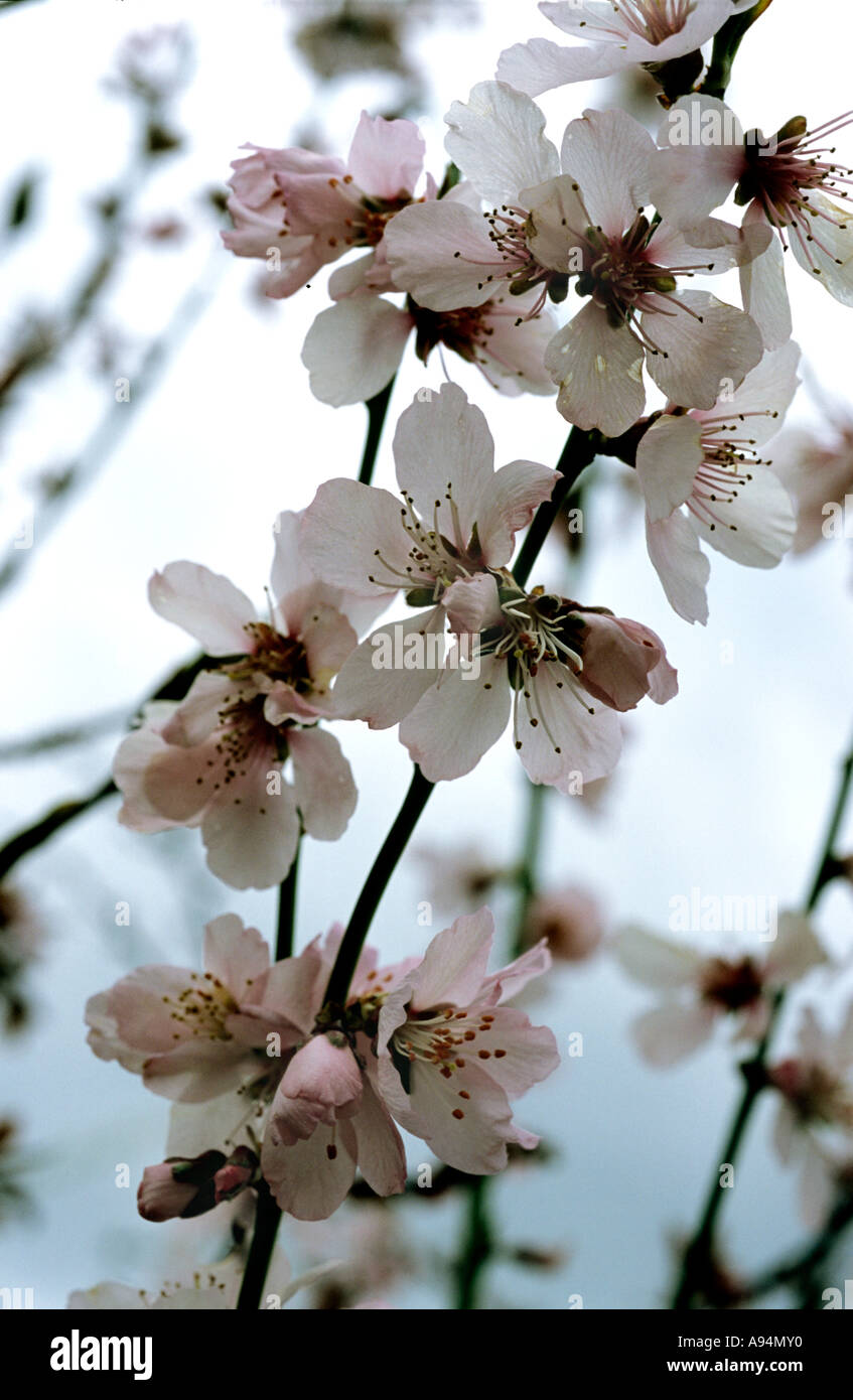 Japanese sweet shrub hi-res stock photography and images - Alamy