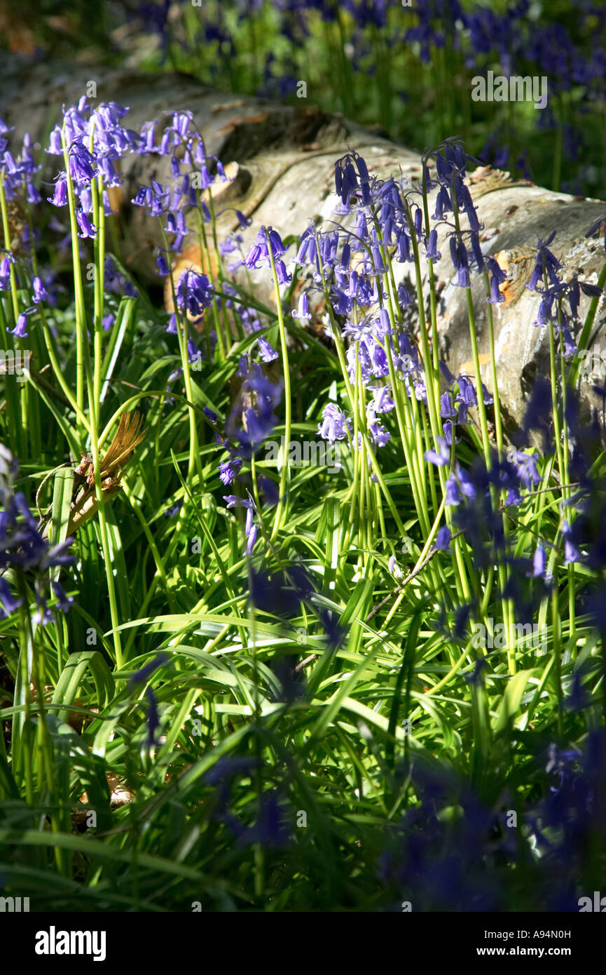 vertical hyacinthoides non scripta bluebells in a glade beside a fallen ...