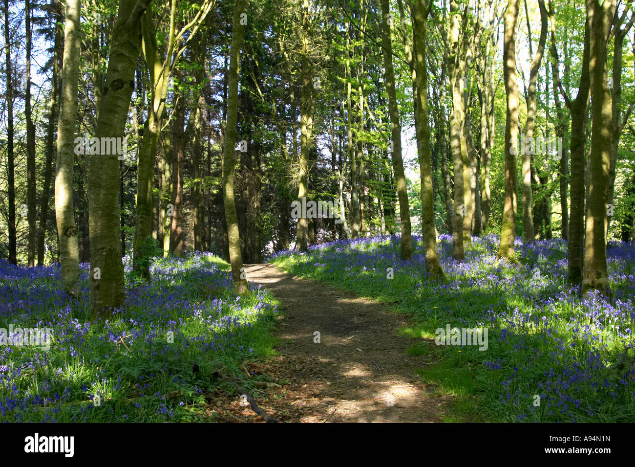 path leading through forest and hyacinthoides non scripta bluebells in ...