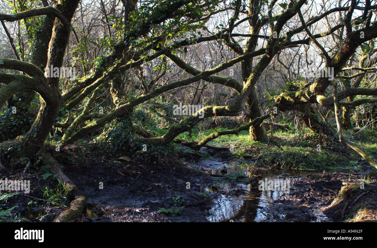 Madron well penzance hi-res stock photography and images - Alamy