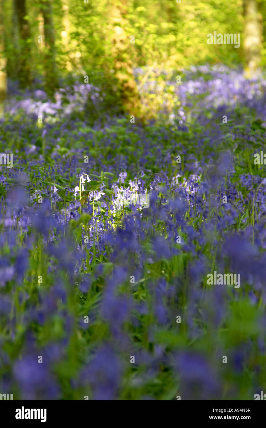 low angle of hyacinthoides non scripta bluebells covering the forest ...