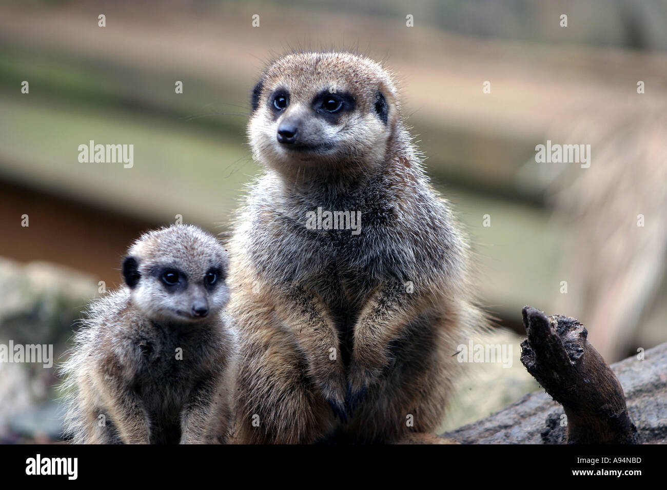 Meer cat hi-res stock photography and images - Alamy