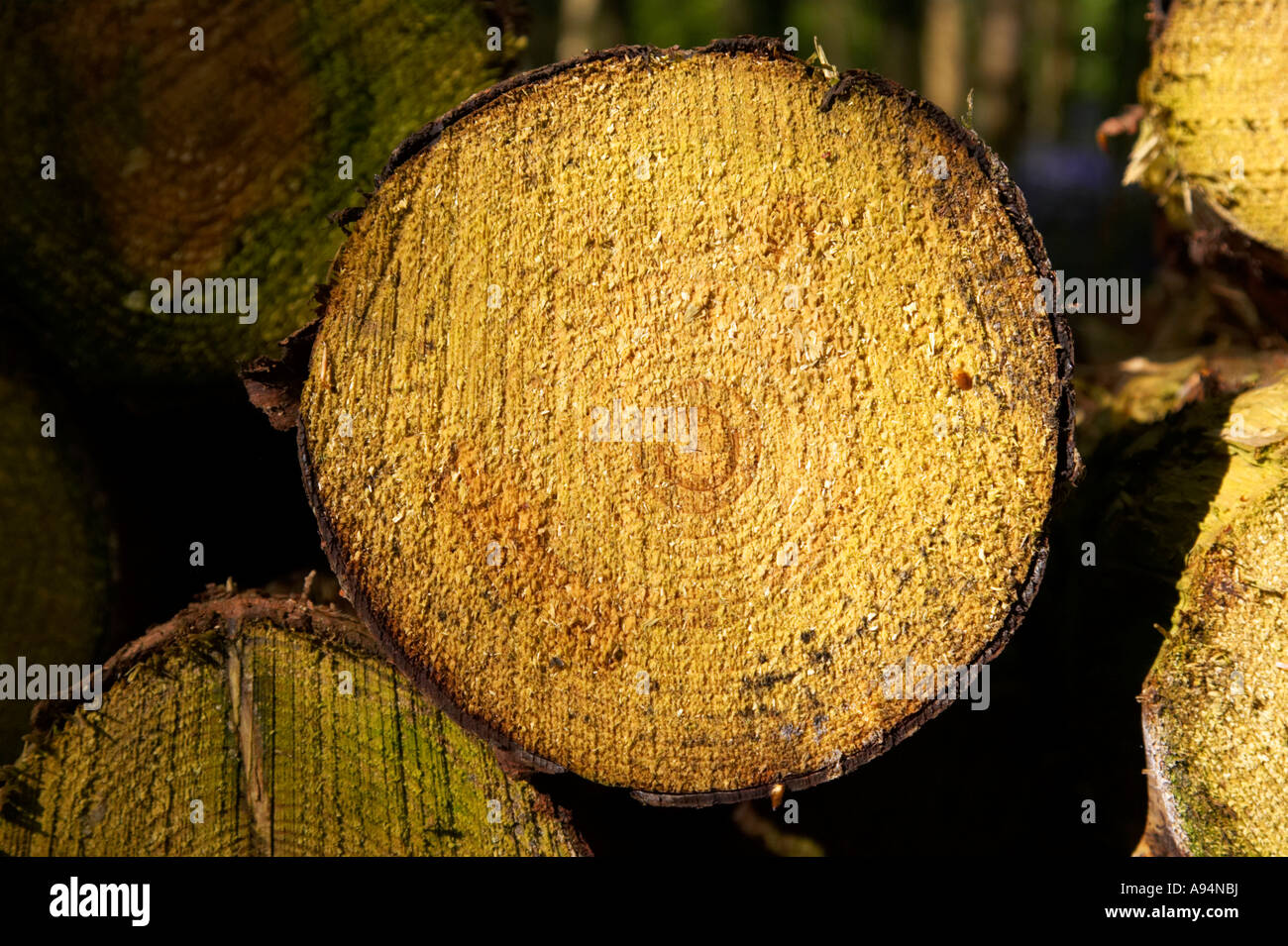 close up of the end of a freshly sawn log in a pile of logs in Garvagh ...