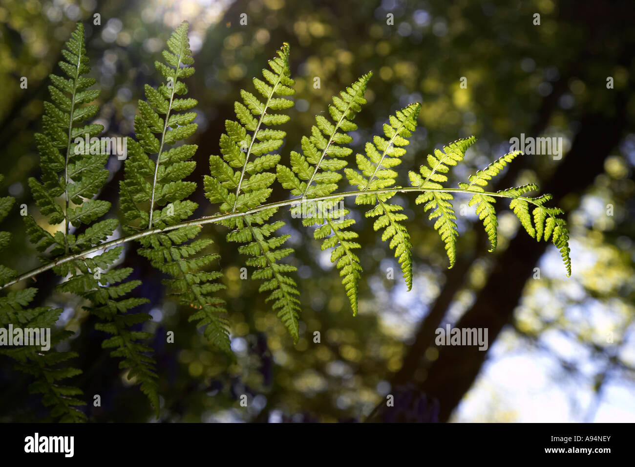 Fern Leaf Stock Photos & Fern Leaf Stock Images - Alamy