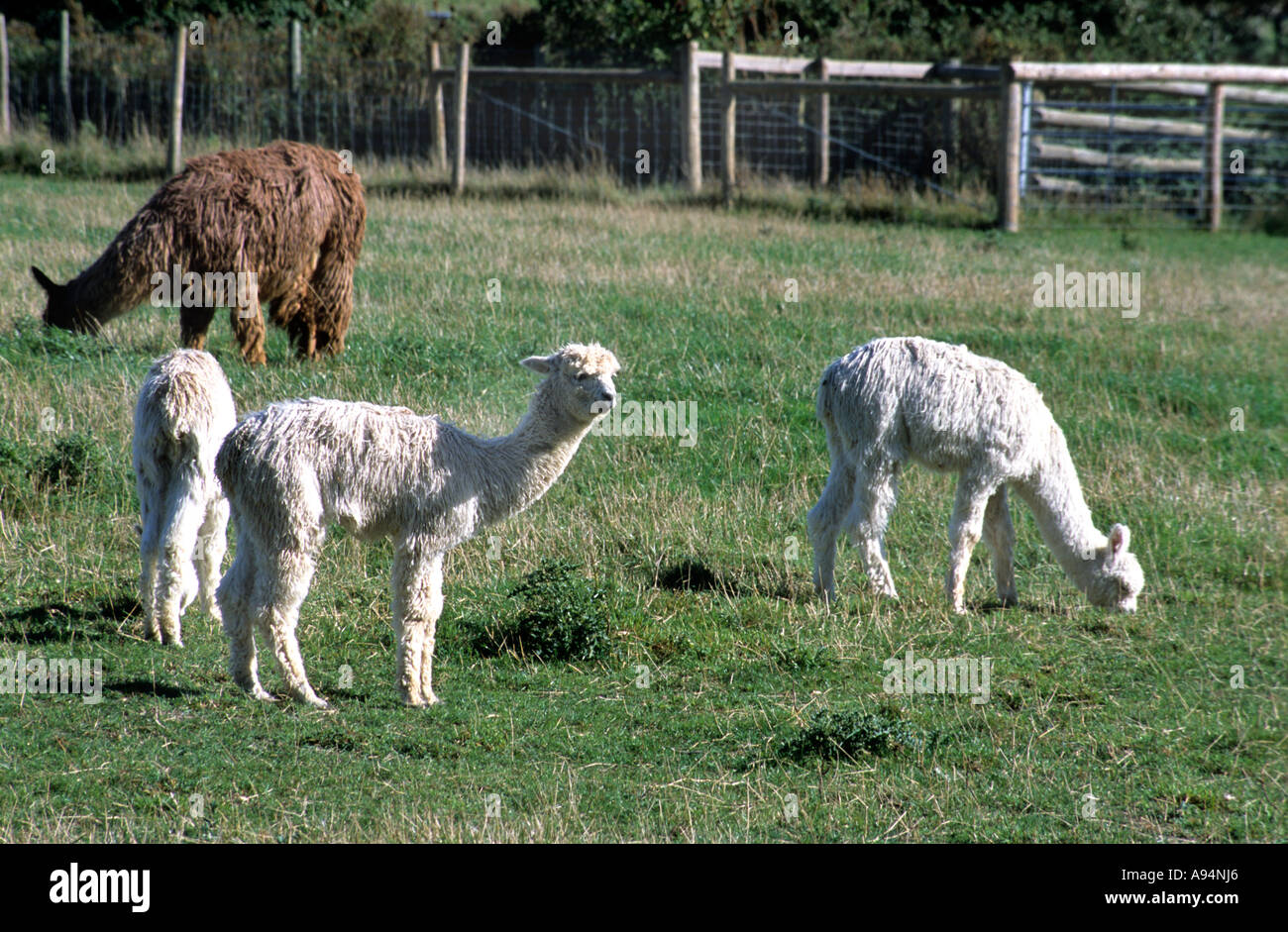 Triplets three White Young llamas Stock Photo - Alamy
