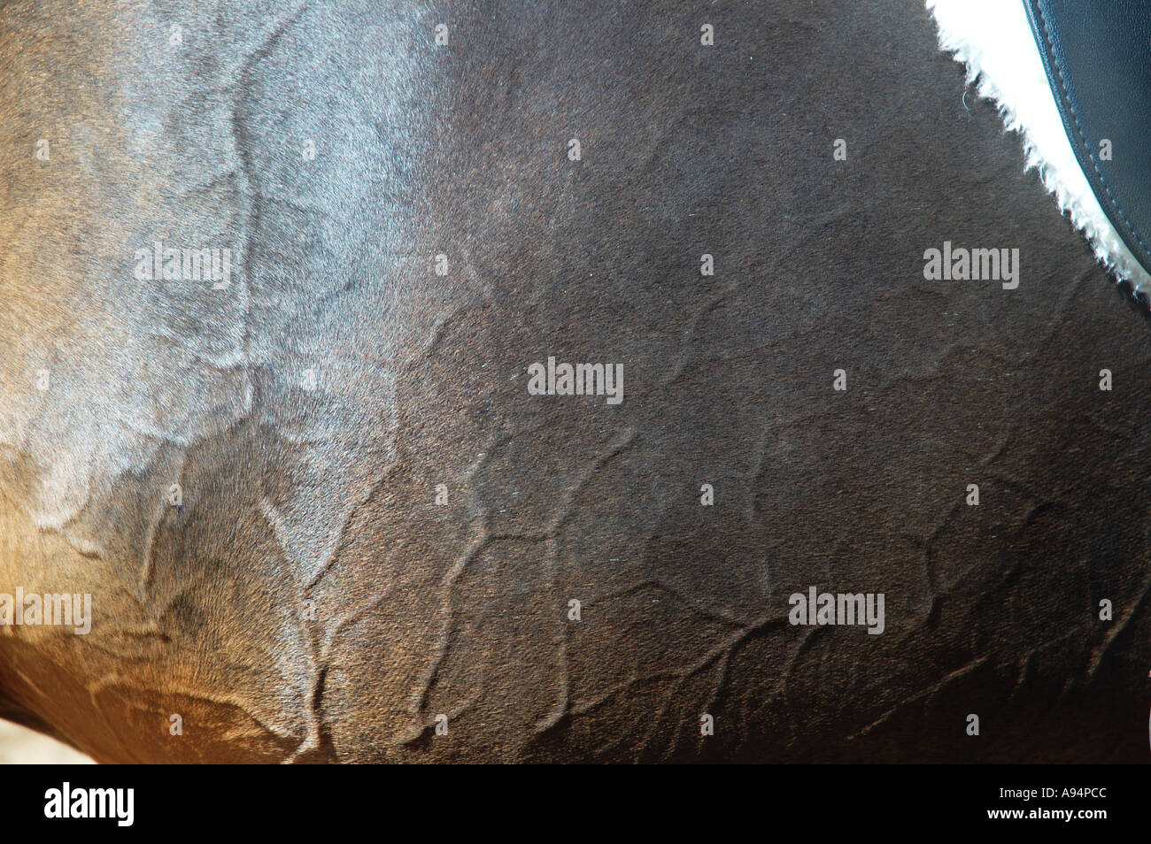 equestrian horse flank close up dsca 2835 Stock Photo - Alamy