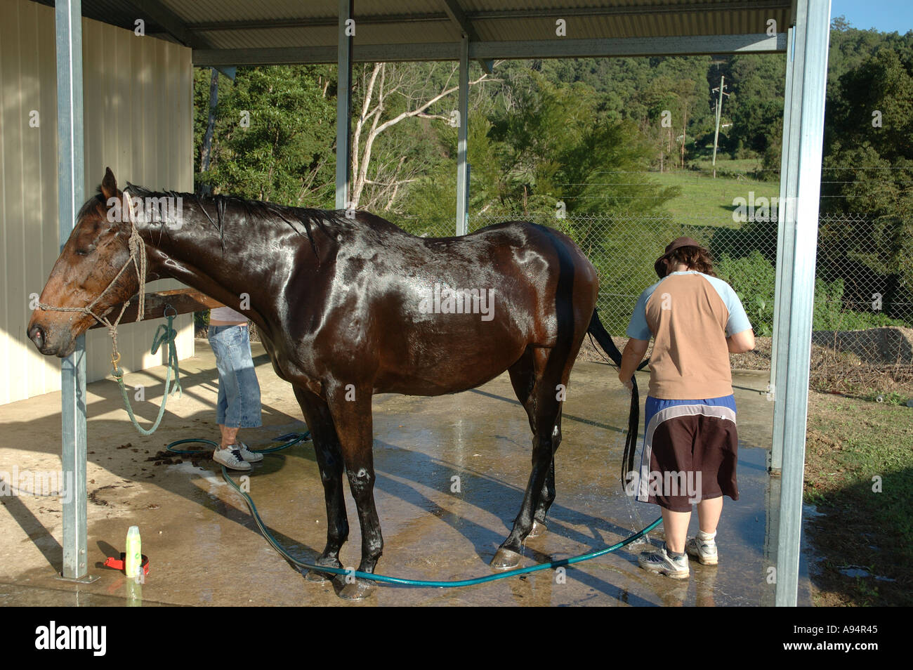 Washing a horse after a Queensland Riding for disabled event Stock ...