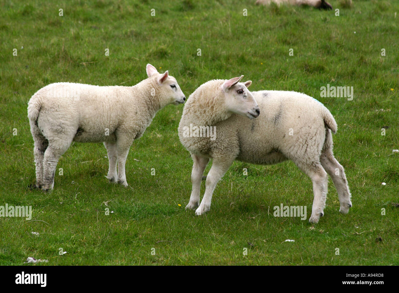 Grown lamb hi-res stock photography and images - Alamy