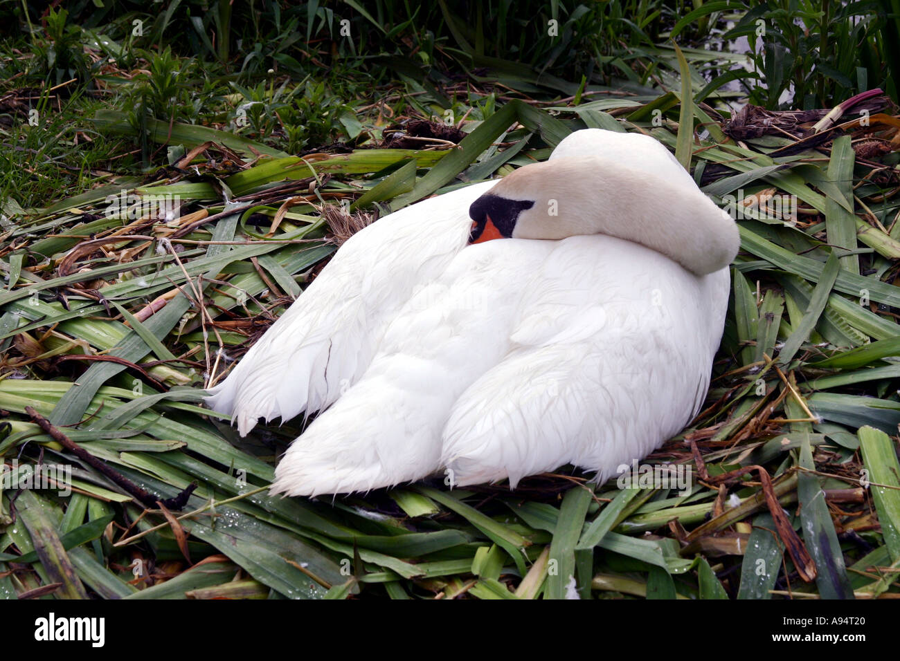 Female Mute Swan on nest Stock Photo - Alamy