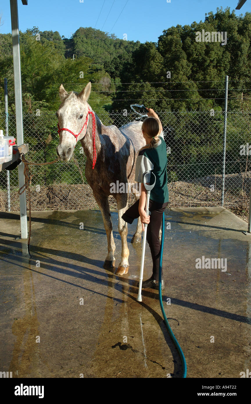 Young woman washing horse hi-res stock photography and images - Alamy