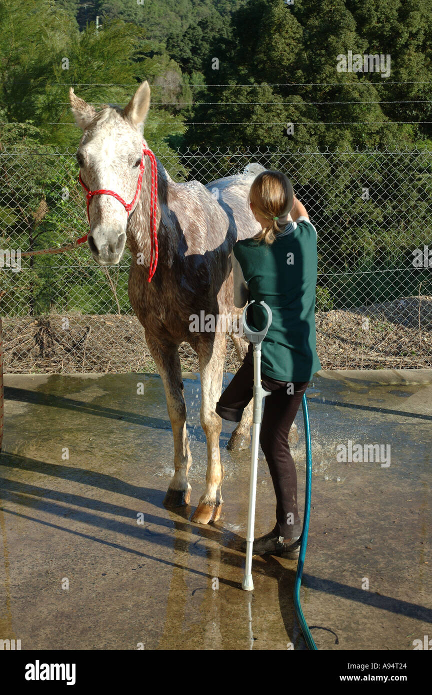 Young woman washing horse hi-res stock photography and images - Alamy
