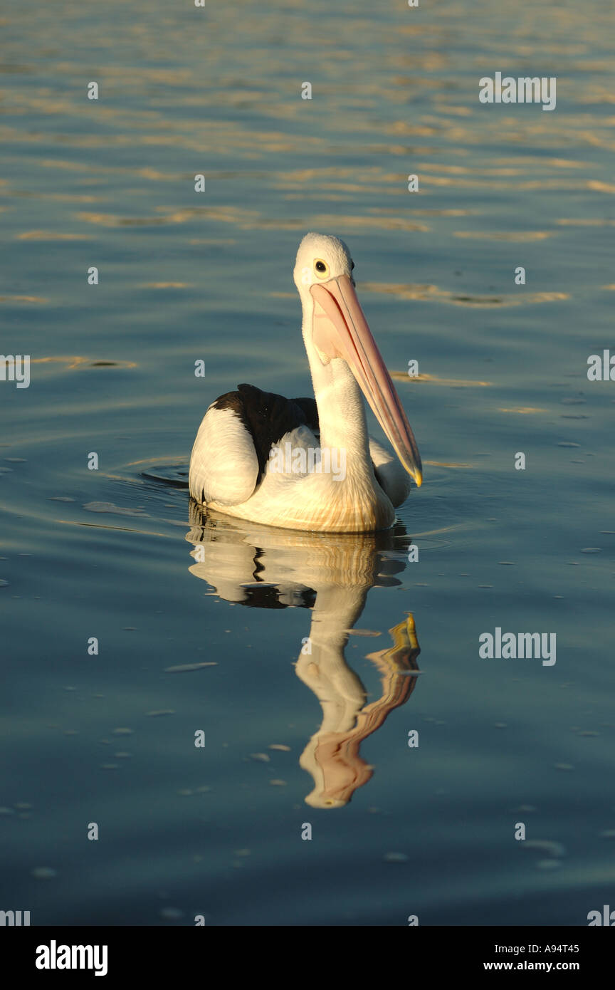 Australia pelecanus conspicillatus pelican A marvelous bird is the ...