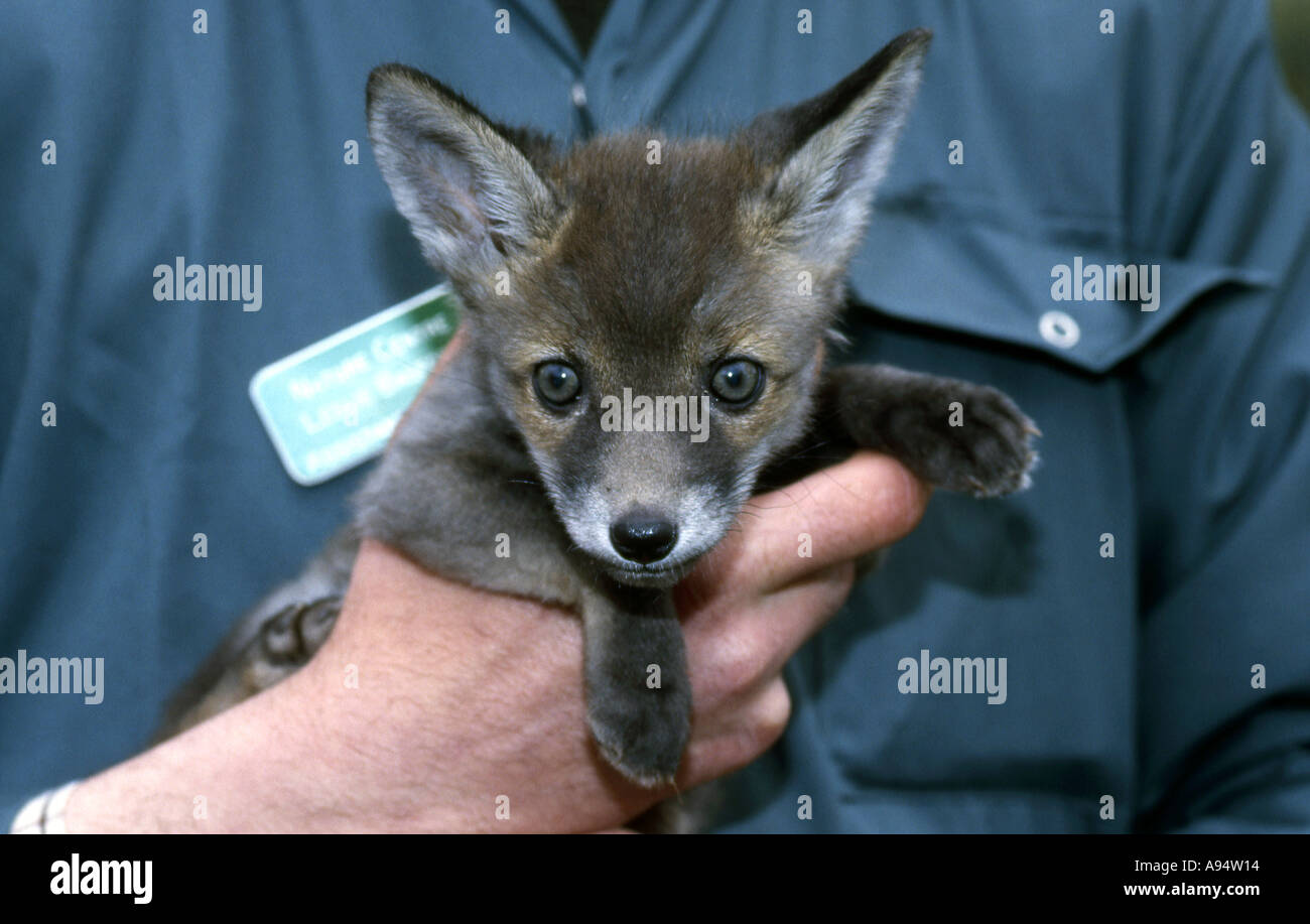 Baby fox cub in hands of keeper at a wildlife center Stock Photo - Alamy