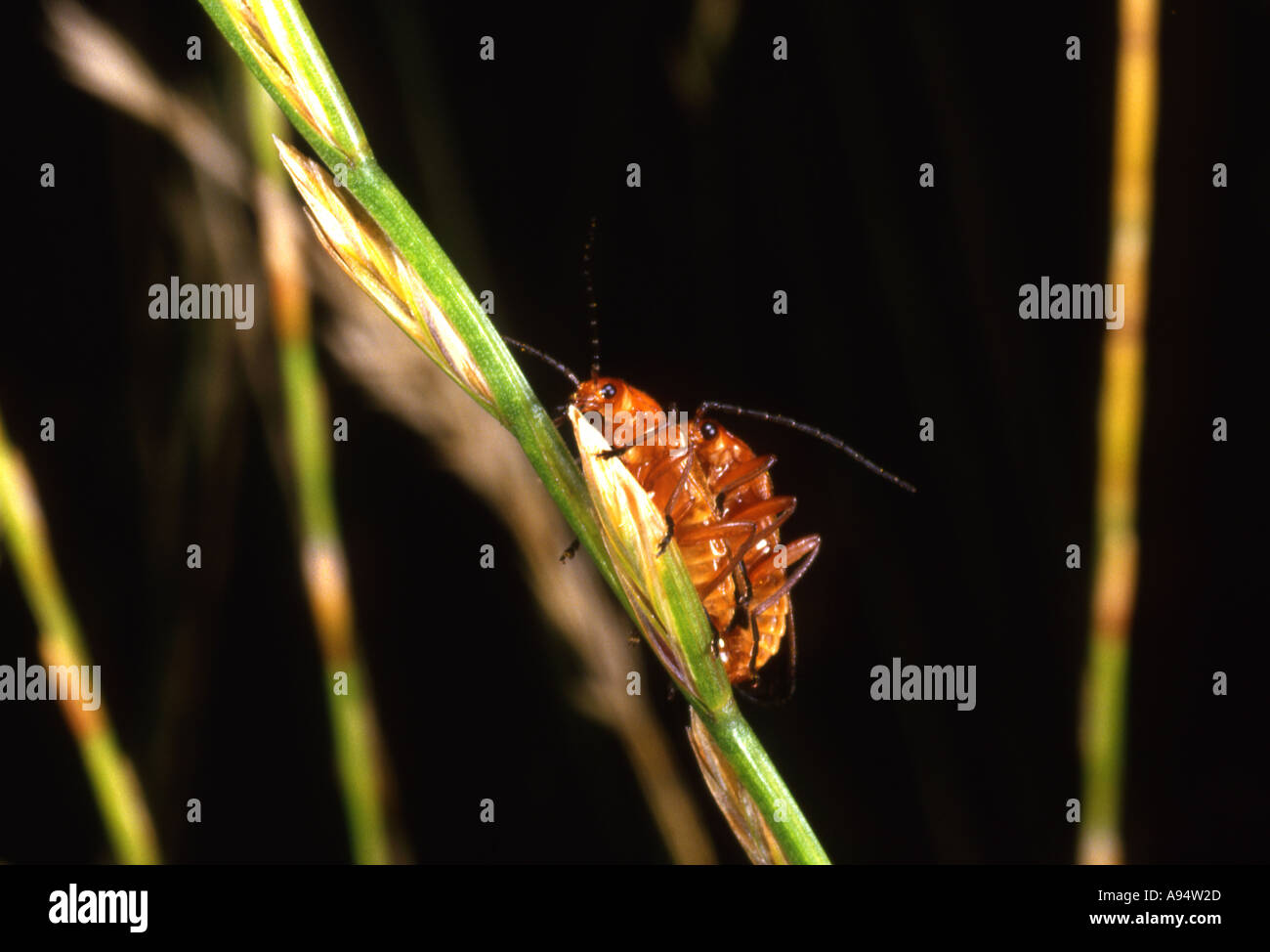 Cardinal beetles mating Family Pyrochroidae Pyrochroa setraticornis ...