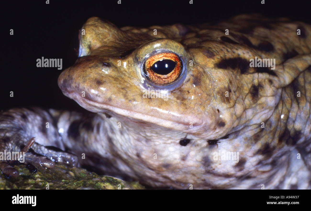 History head shot close up hi-res stock photography and images - Alamy