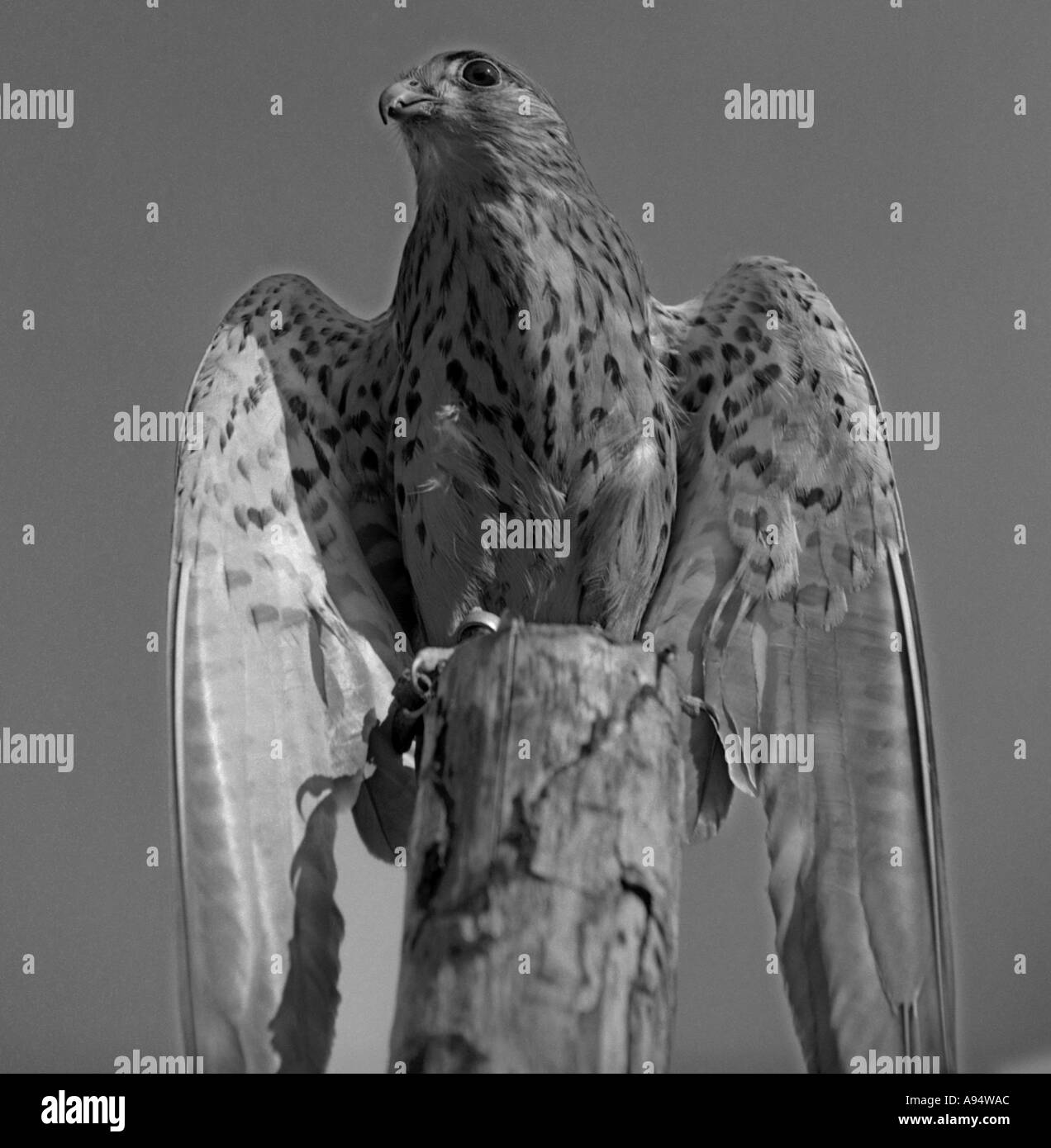 Raptor viewpoint Black and White Stock Photos & Images - Alamy
