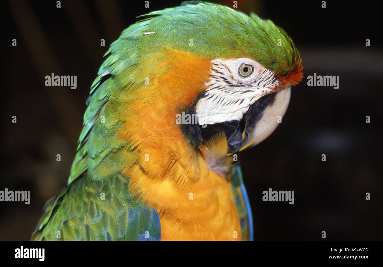 Highly colourful Macaw parrot from South America Stock Photo - Alamy