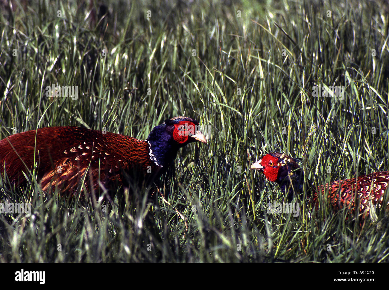 Male and female pheasants hi-res stock photography and images - Alamy